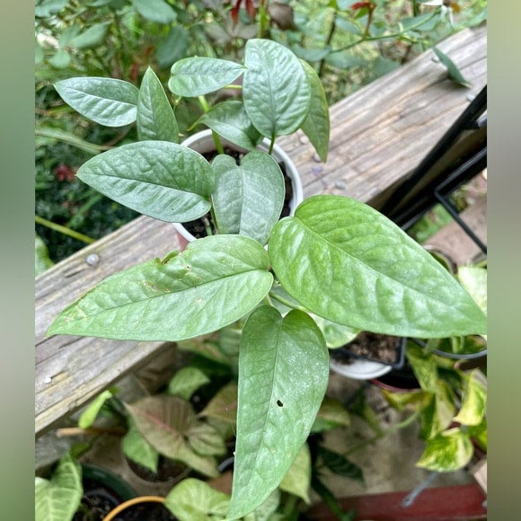 Large Cebu Blue Pothos in 8 Inch Pot (Bigger than pictured ...